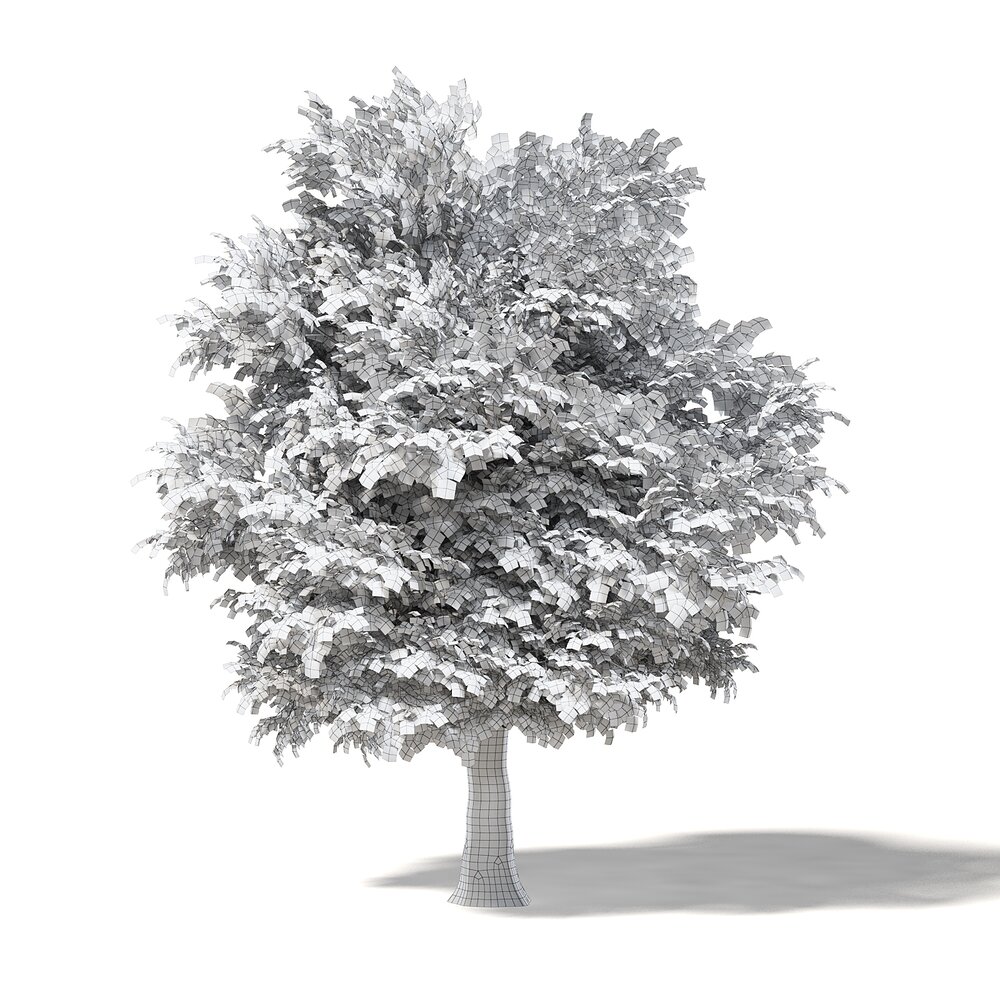 Roble Común 7m Modelo 3D - Descargar Árboles activado 3DModels.org