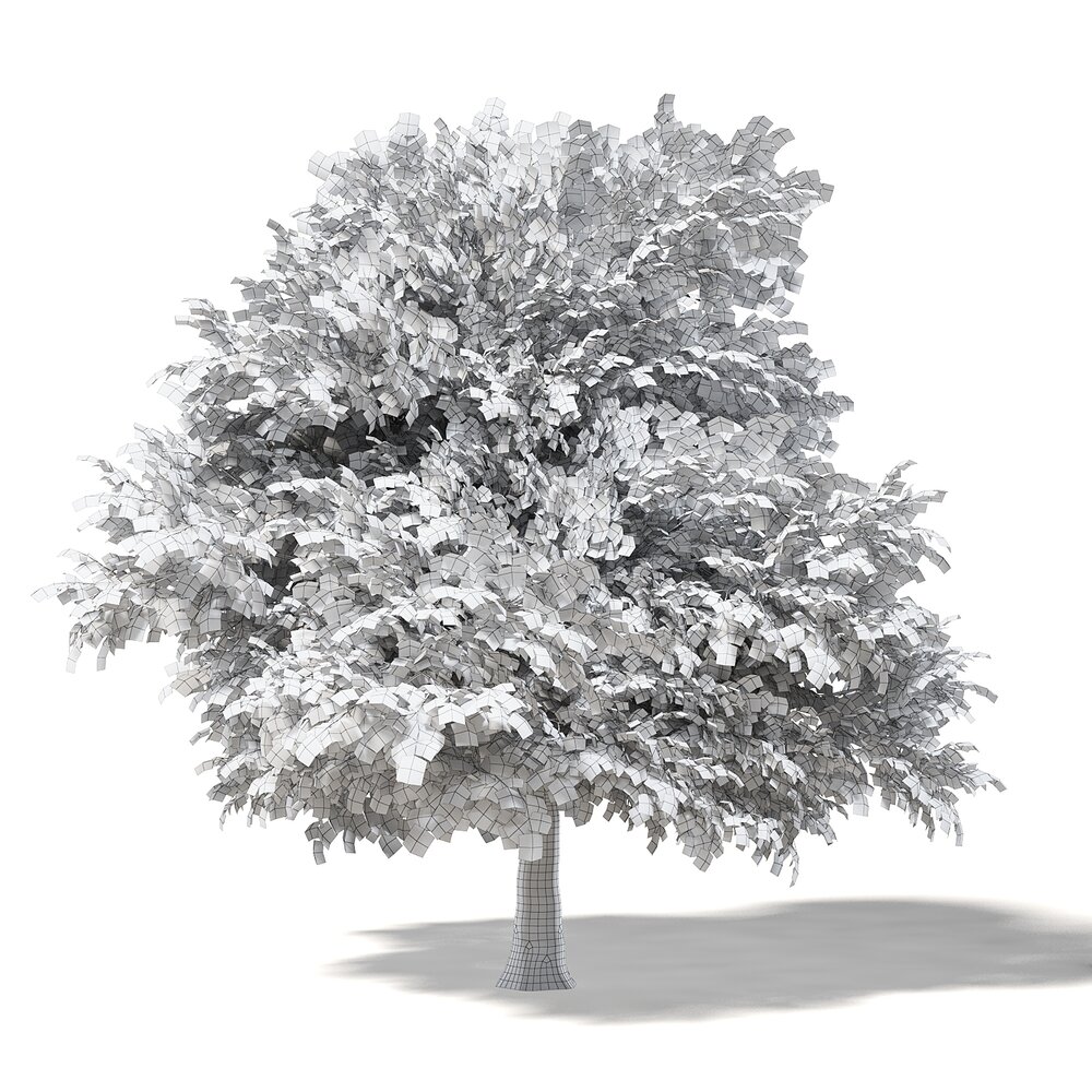 Roble Común 6m Modelo 3D - Descargar Árboles on 3DModels.org