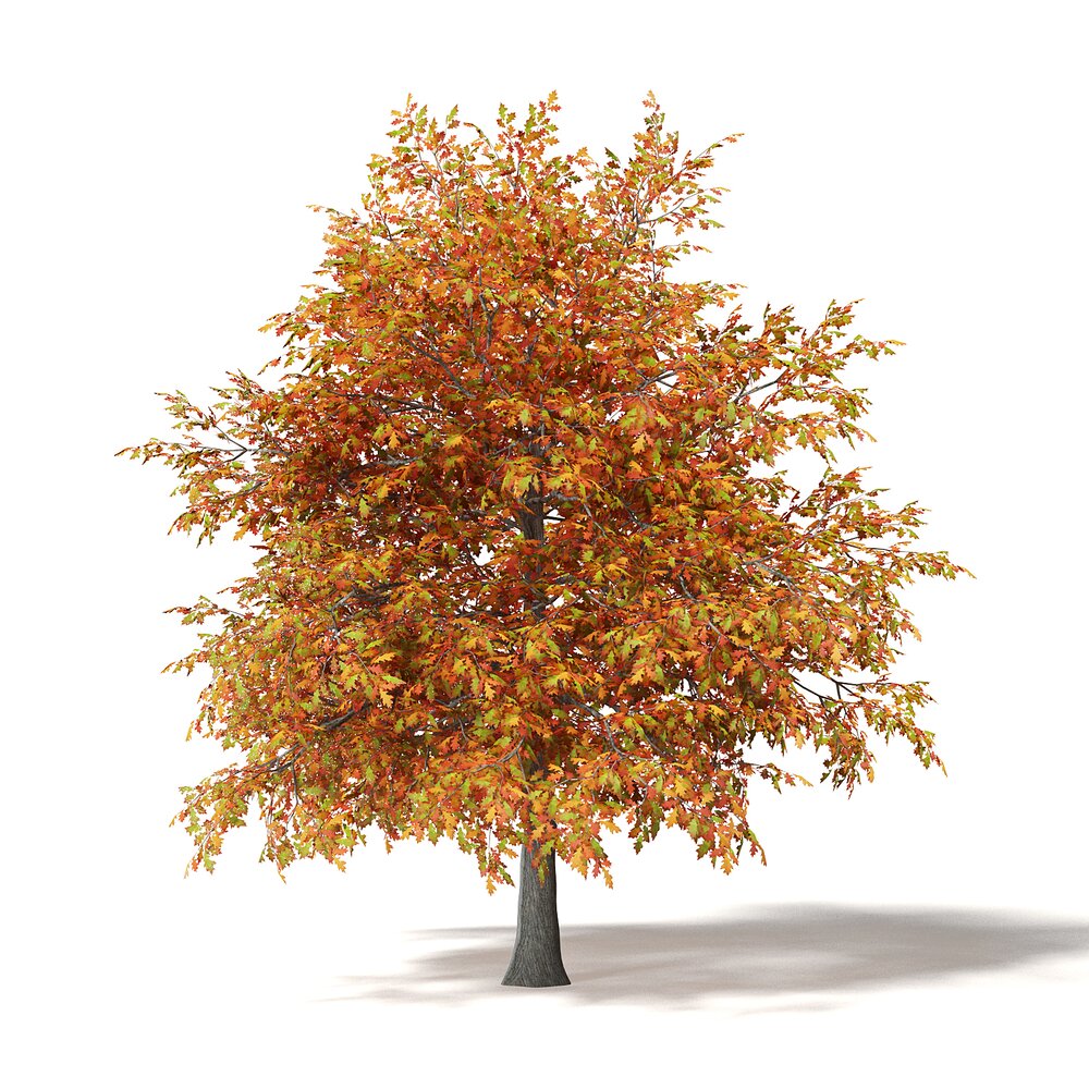 Roble Común 4.5m Modelo 3D - Descargar Árboles on 3DModels.org