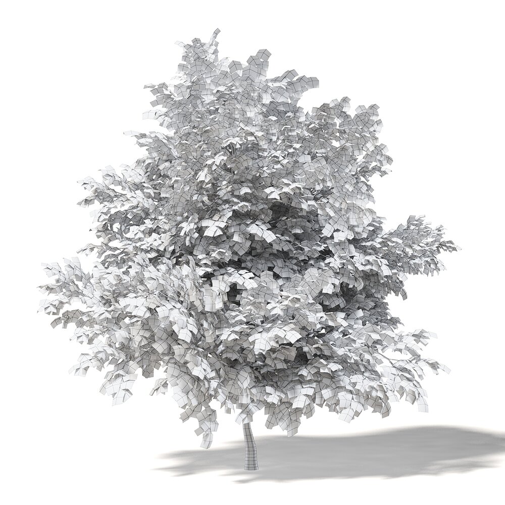 Roble Común 6.4m Modelo 3D - Descargar Árboles on 3DModels.org