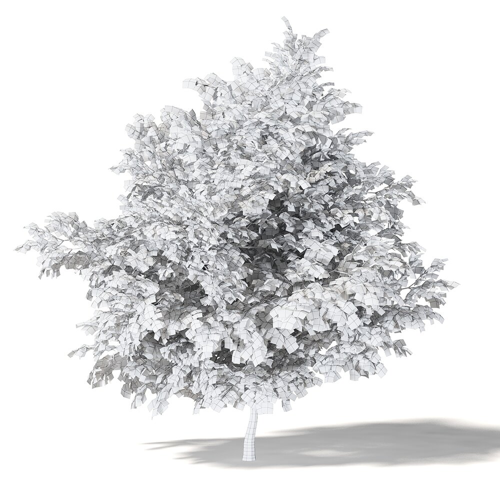 Roble Común 6.4m Modelo 3D - Descargar Árboles on 3DModels.org