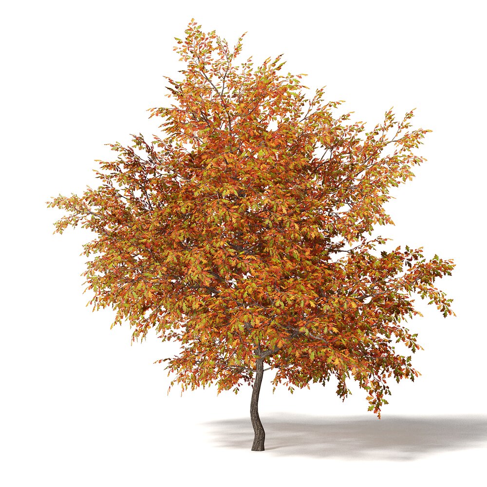 Roble Común 6.4m Modelo 3D - Descargar Árboles on 3DModels.org