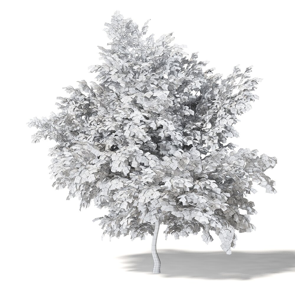 Roble Común 6.4m Modelo 3D - Descargar Árboles on 3DModels.org
