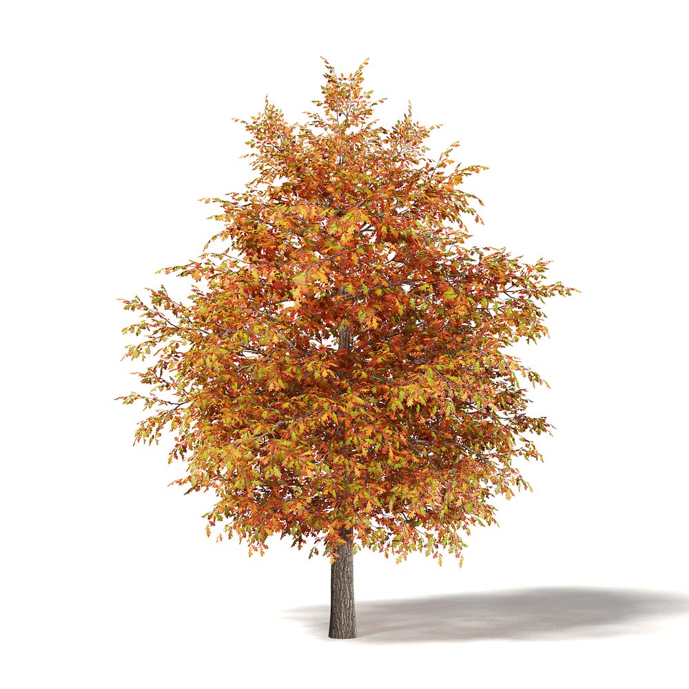 Roble Común 5.3m Modelo 3D - Descargar Árboles activado 3DModels.org