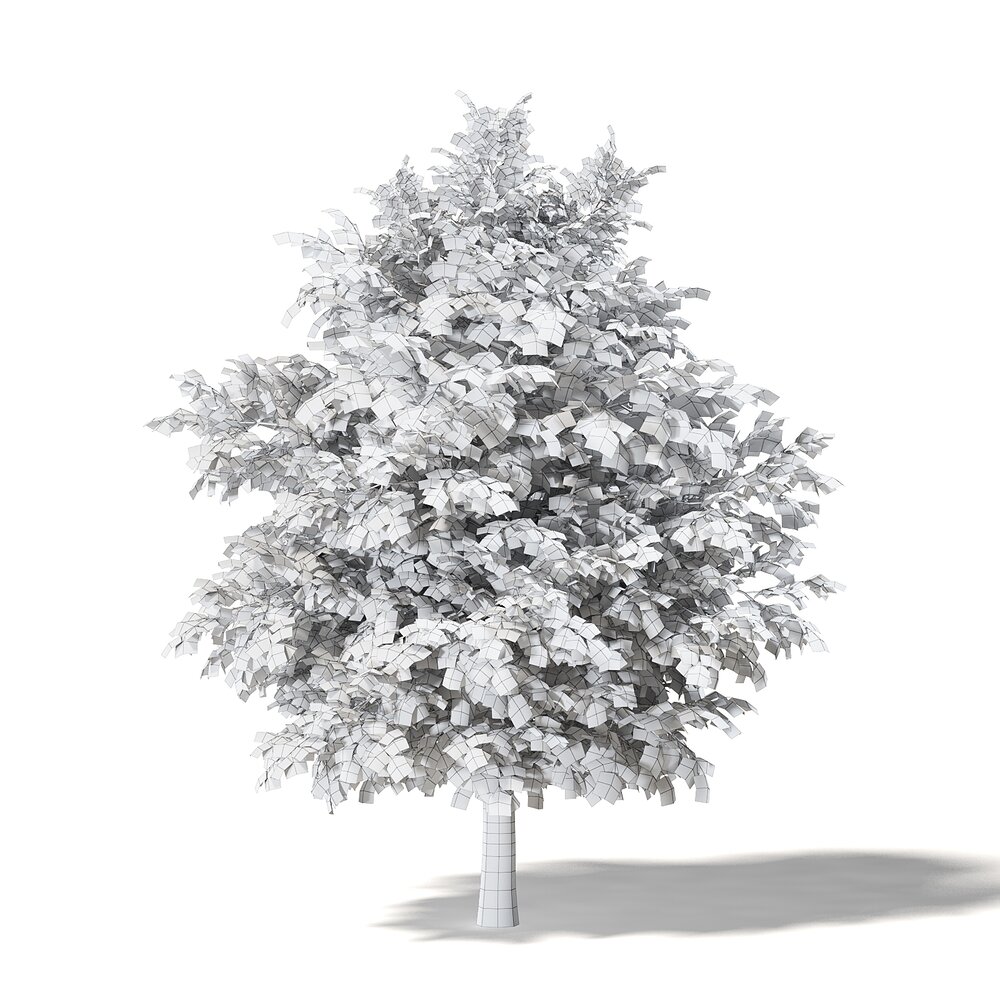 Roble Común 5.3m Modelo 3D - Descargar Árboles activado 3DModels.org