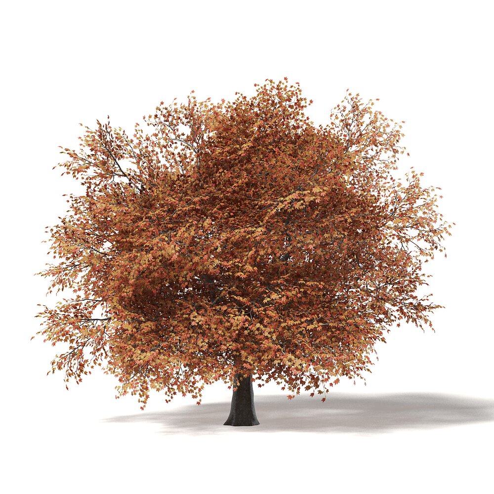 Sugar Maple 10.4m 3D model - Download Trees on 3DModels.org