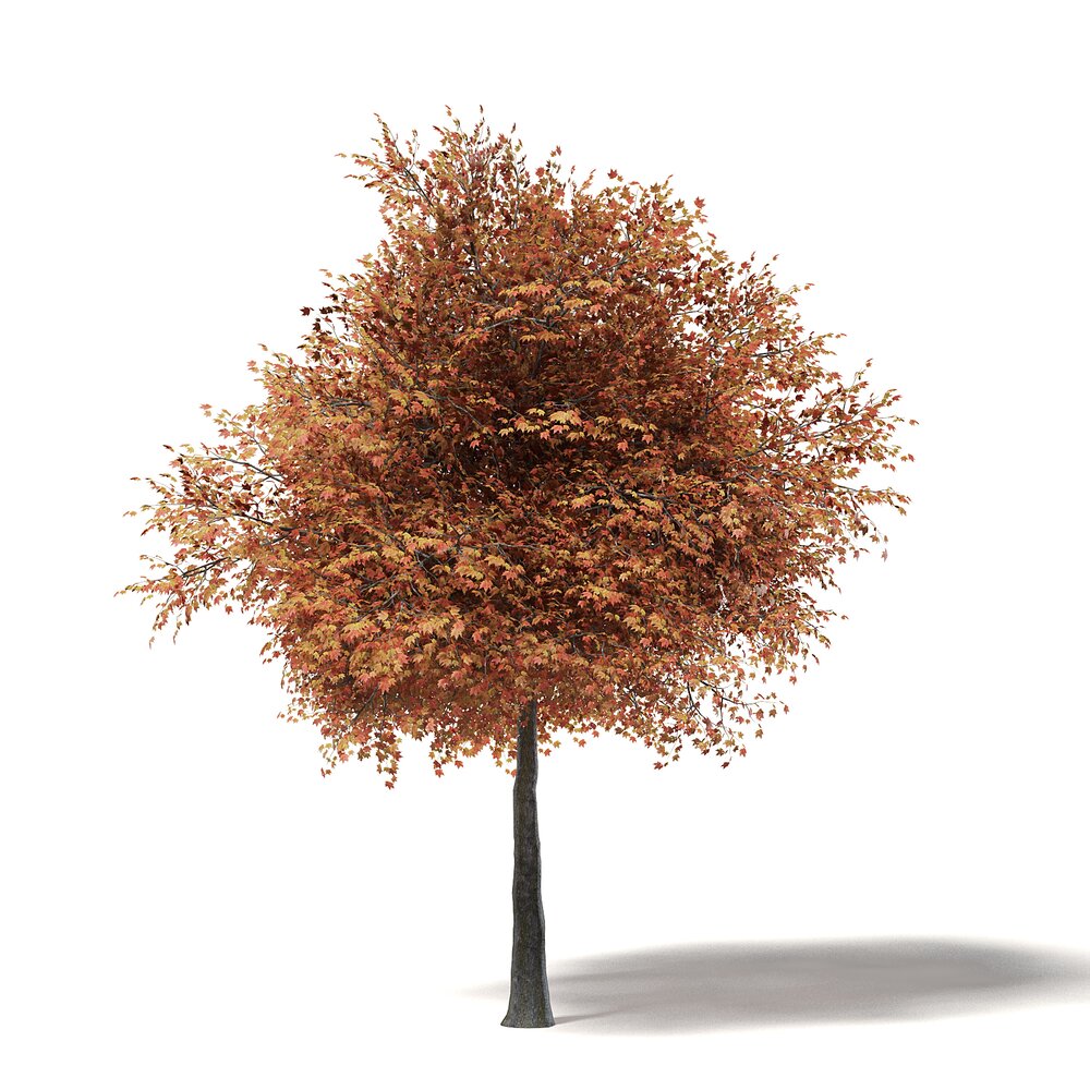 Sugar Maple 7.8m 3D model - Download Trees on 3DModels.org