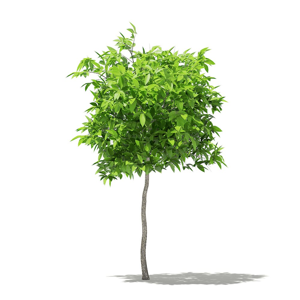 Avocado Tree 1.5m 3D model - Download Trees on 3DModels.org