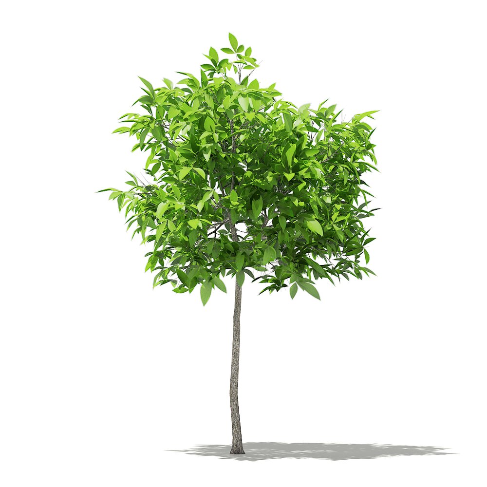 Avocado Tree 1.5m 3D model - Download Trees on 3DModels.org