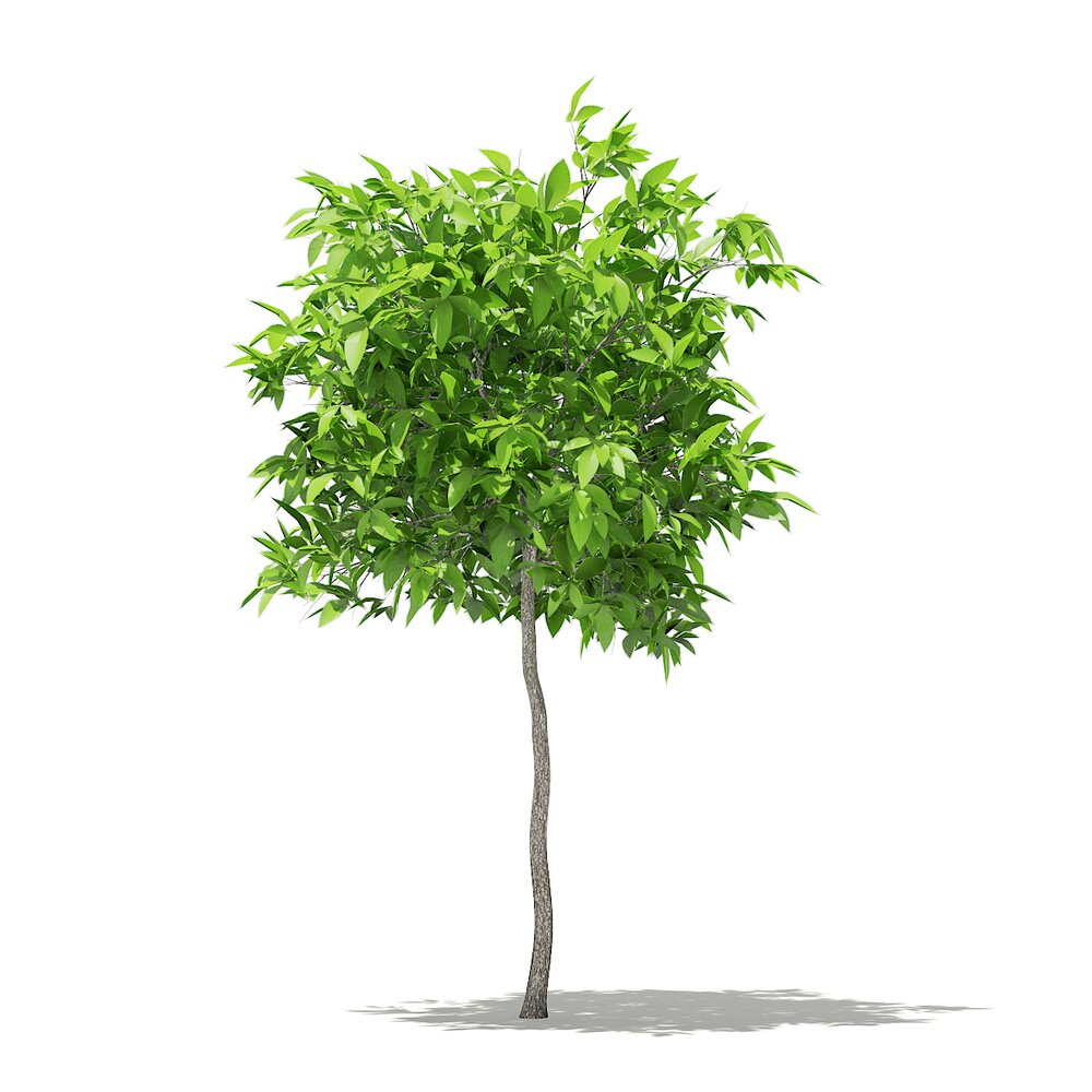 Avocado Tree 1.5m 3D model - Download Trees on 3DModels.org