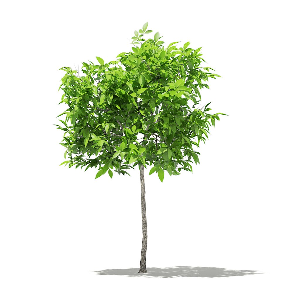Avocado Tree 1.5m 3D model - Download Trees on 3DModels.org