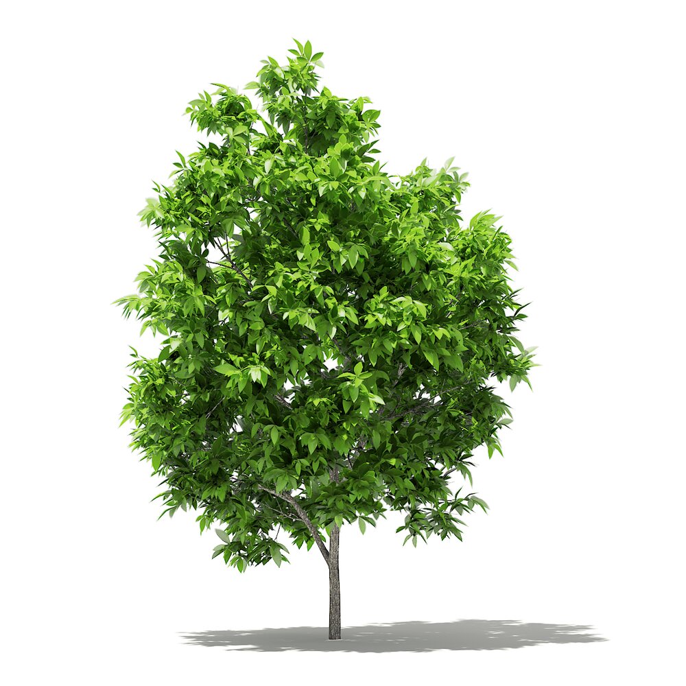 Avocado Tree 2.9m 3D model - Download Trees on 3DModels.org