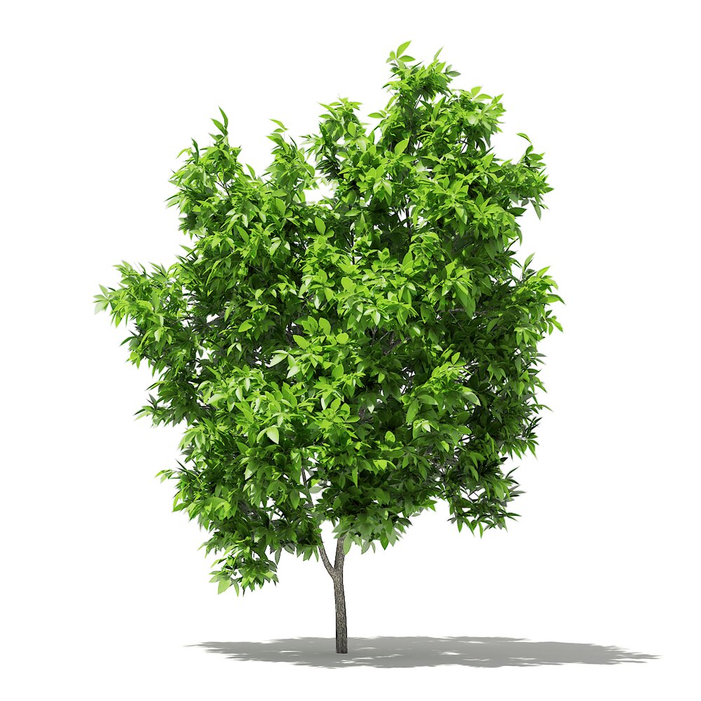Avocado Tree 2.9m 3D model - Download Trees on 3DModels.org
