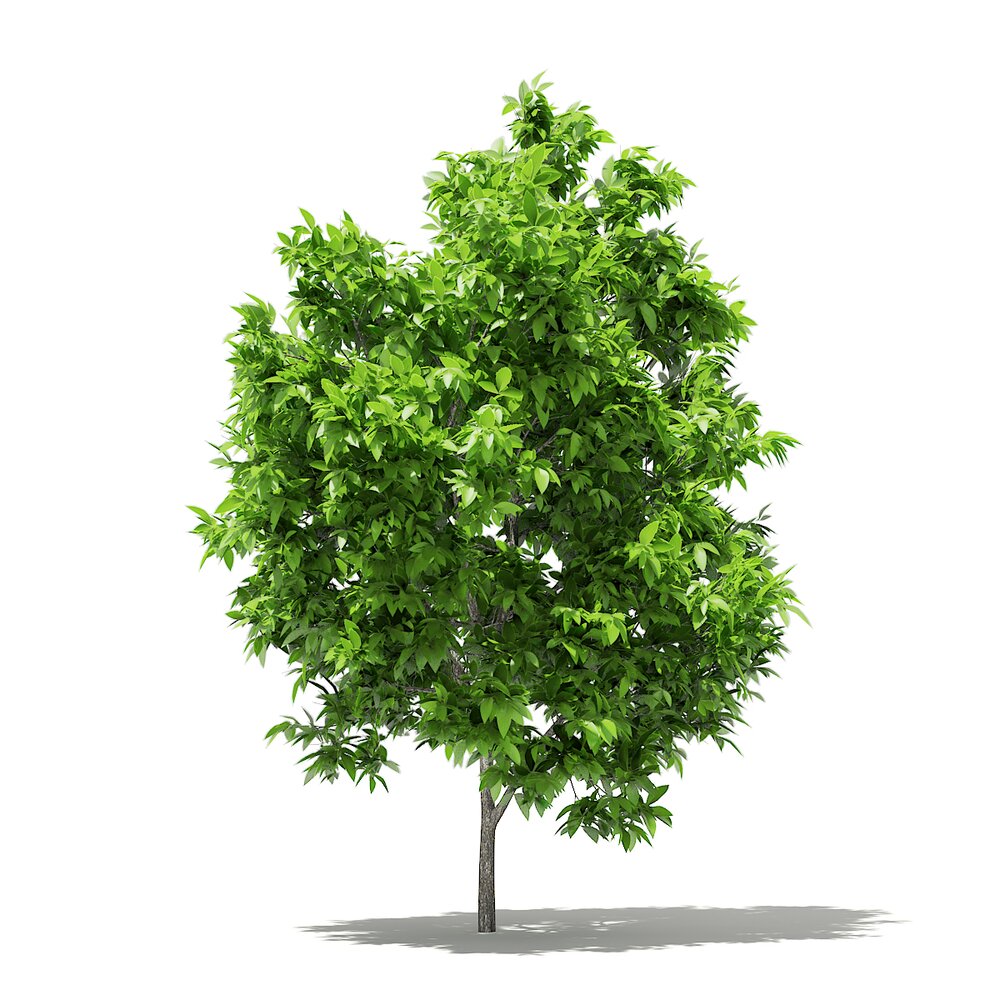 Avocado Tree 2.9m 3D model - Download Trees on 3DModels.org