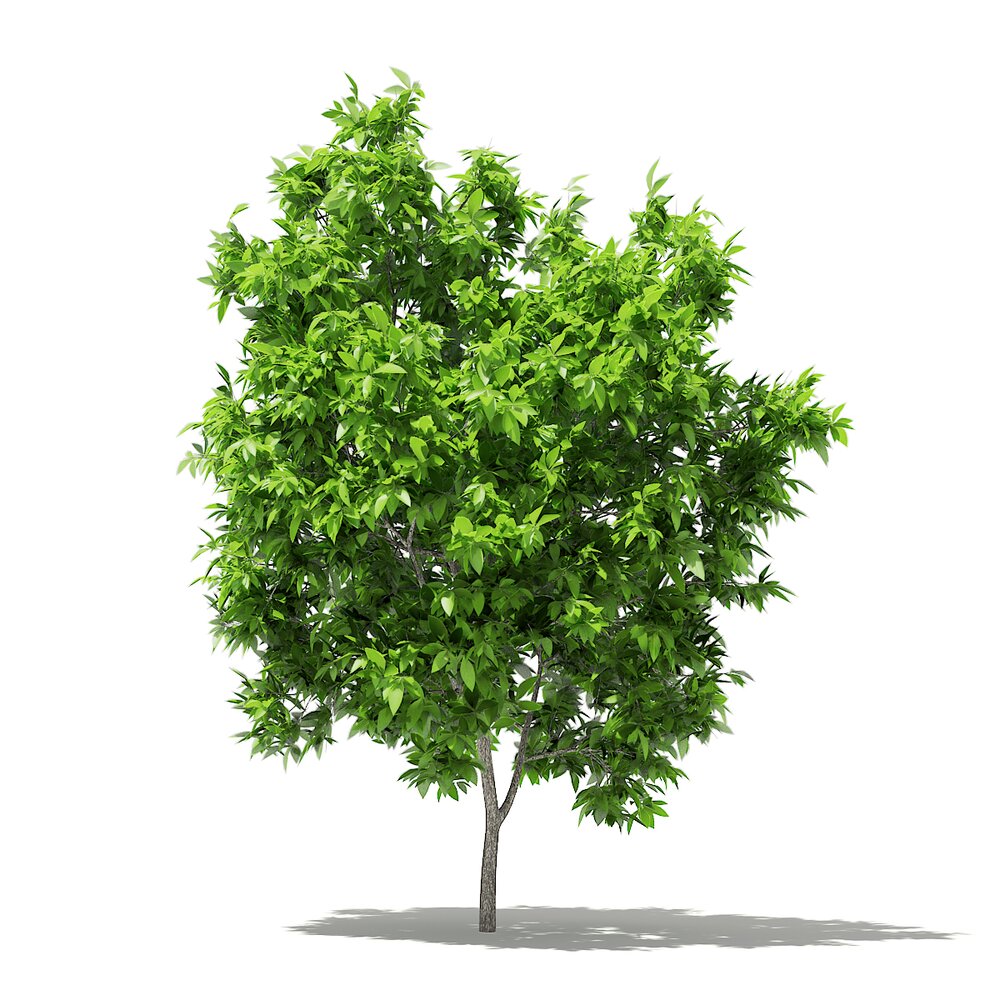 Avocado Tree 2.9m 3D model - Download Trees on 3DModels.org