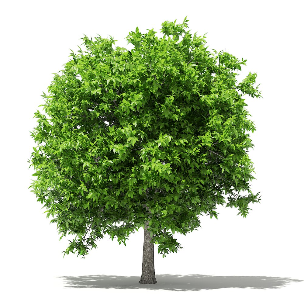 Avocado Tree 3.8m 3D model - Download Trees on 3DModels.org
