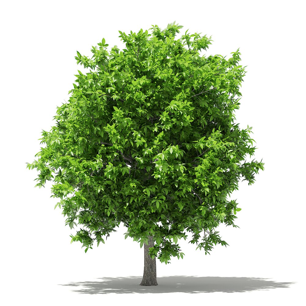 Avocado Tree 3.8m 3D model - Download Trees on 3DModels.org