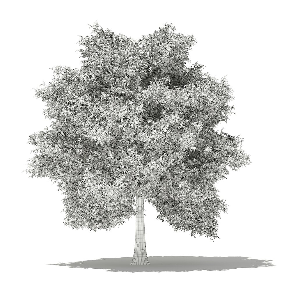 Avocado Tree 5.5m 3D model - Download Trees on 3DModels.org