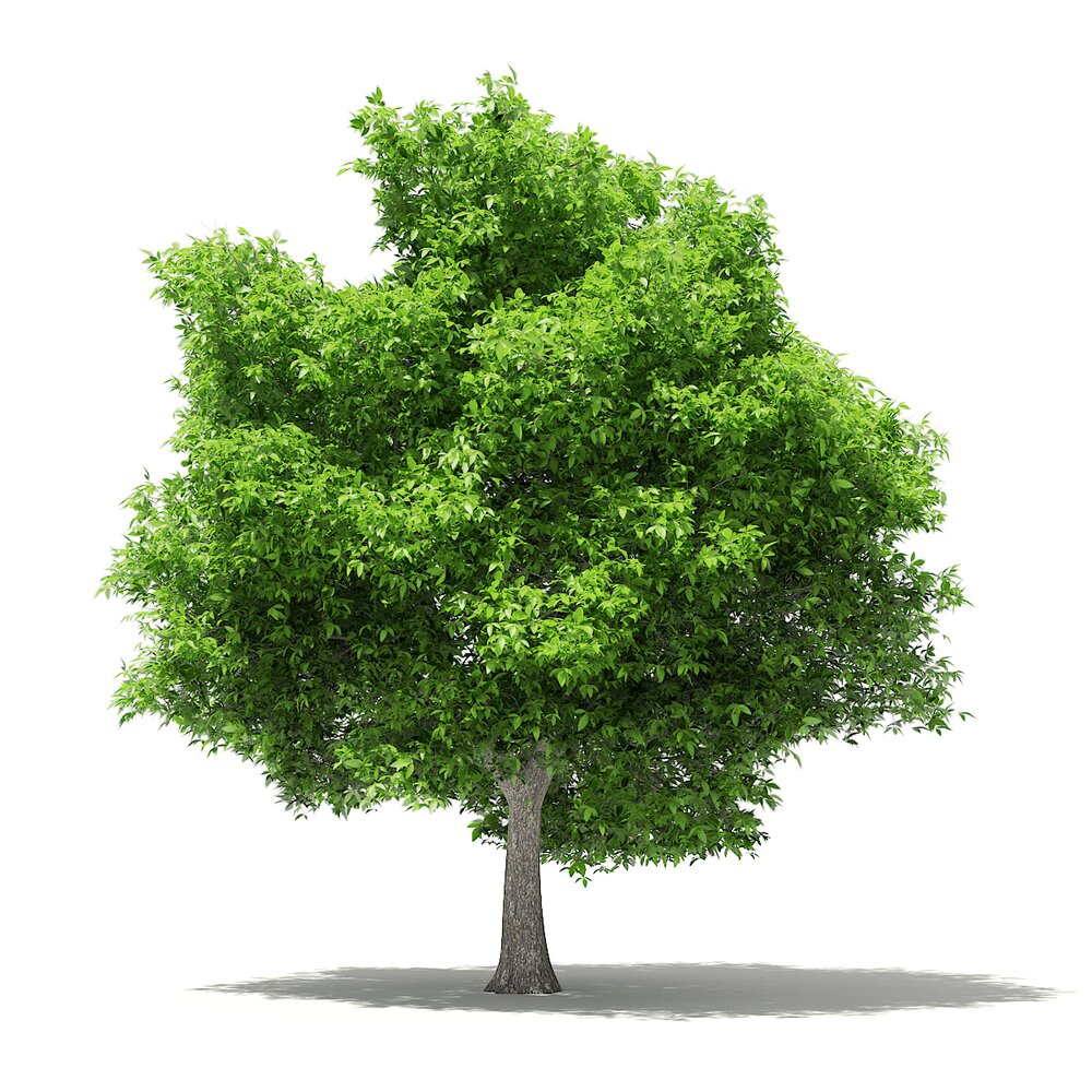 Avocado Tree 5.5m 3D model - Download Trees on 3DModels.org