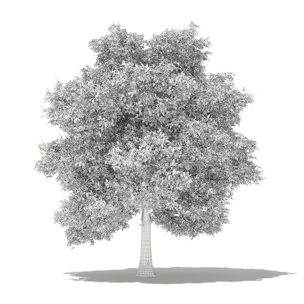 Avocado Tree 5.5m 3D model - Download Trees on 3DModels.org