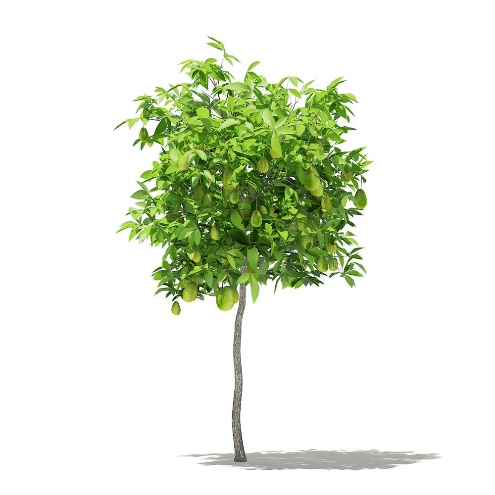 Avocado Tree With Fruits 1.5m 3D model - Download Trees on 3DModels.org