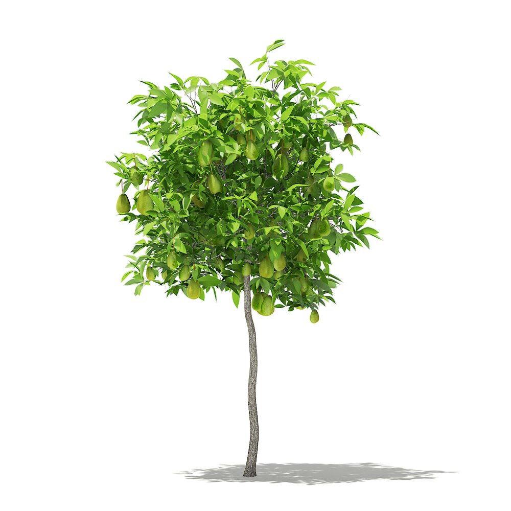 Avocado Tree With Fruits 1.5m 3D model - Download Trees on 3DModels.org