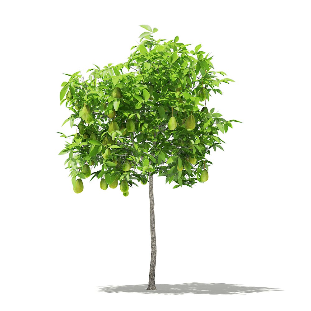 Avocado Tree With Fruits 1.5m 3D model - Download Trees on 3DModels.org