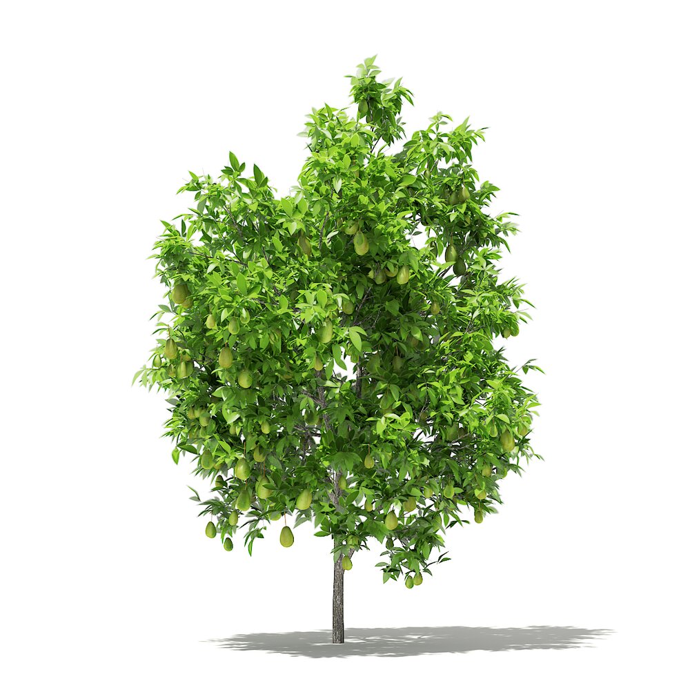 Avocado Tree With Fruits 2.9m 3D model - Download Trees on 3DModels.org