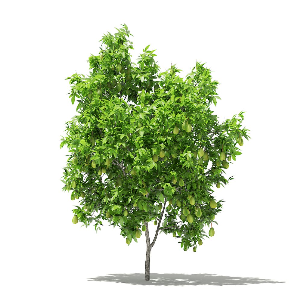Avocado Tree With Fruits 2.9m 3D model - Download Trees on 3DModels.org