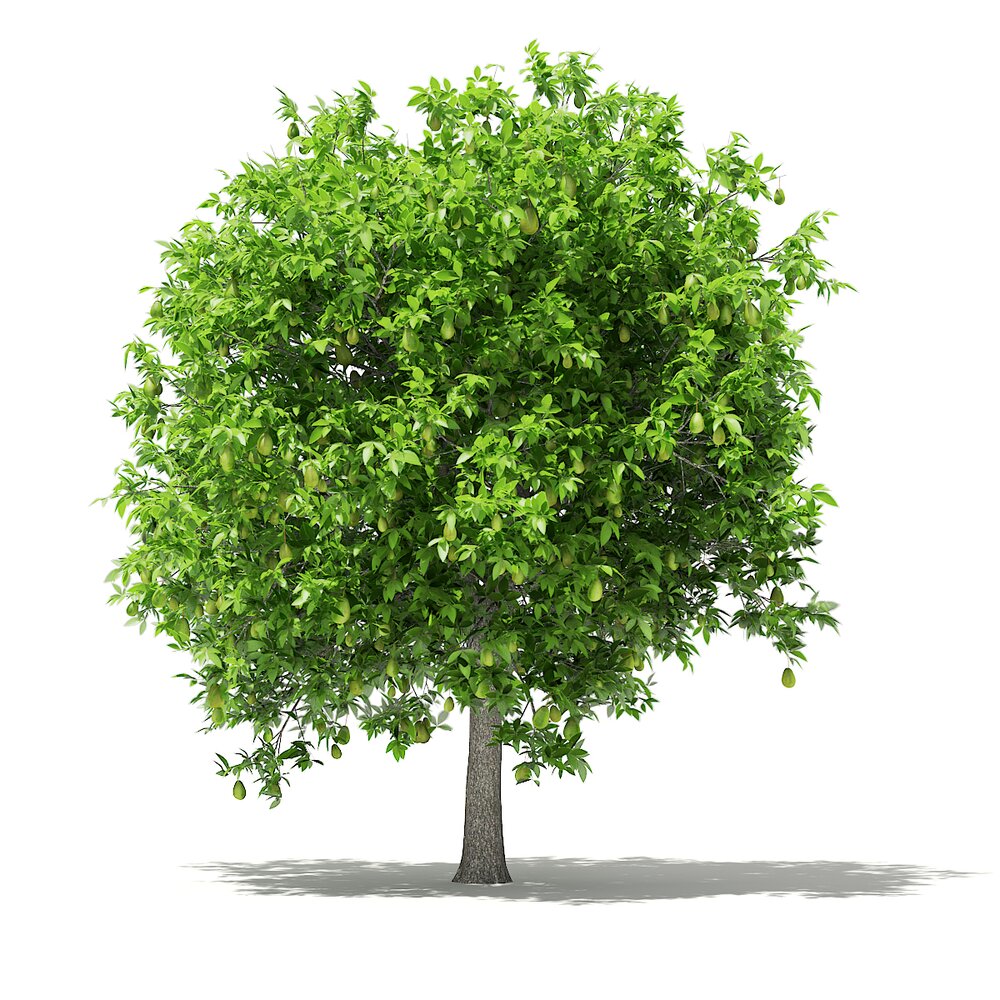 Avocado Tree With Fruits 3.8m 3D model - Download Trees on 3DModels.org