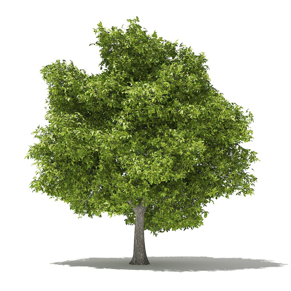 Avocado Tree With Fruits 5.5m 3D model - Download Trees on 3DModels.org