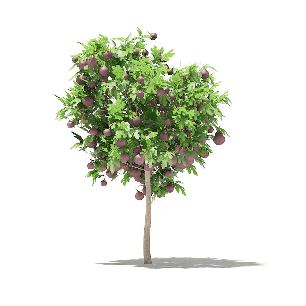 Common Fig Tree With Fruits 1.4m 3D model - Download Trees on 3DModels.org