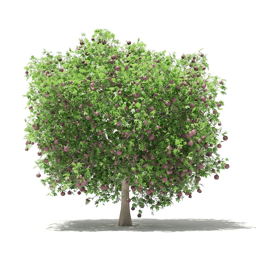 Common Fig Tree With Fruits 3.3m 3D model - Download Trees on 3DModels.org