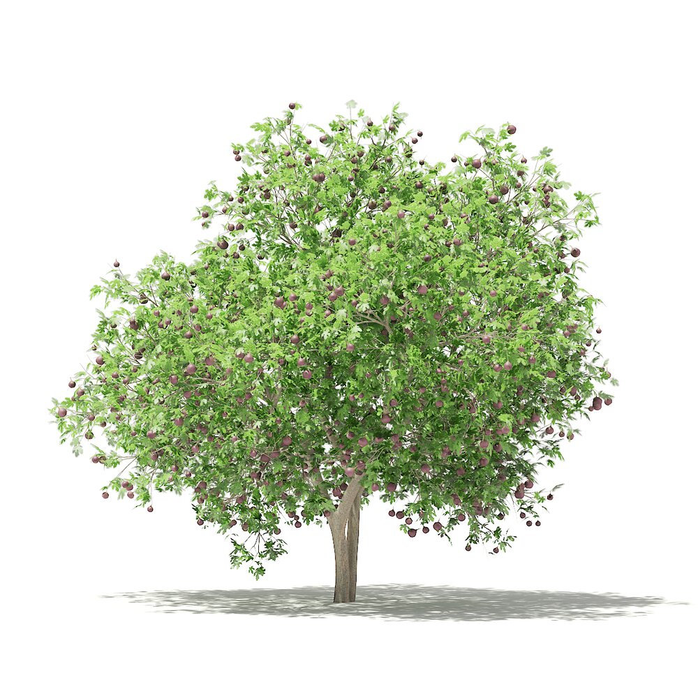 Common Fig Tree With Fruits 3.4m 3D model - Download Trees on 3DModels.org
