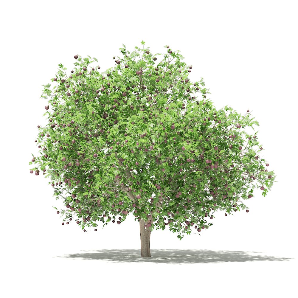 Common Fig Tree With Fruits 3.4m 3D model - Download Trees on 3DModels.org