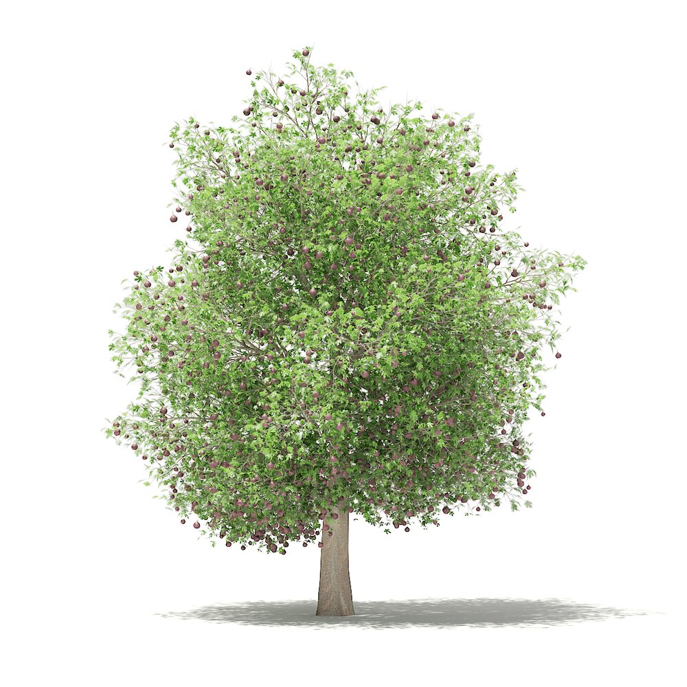 Common Fig Tree With Fruits 6.6m 3D model - Download Trees on 3DModels.org