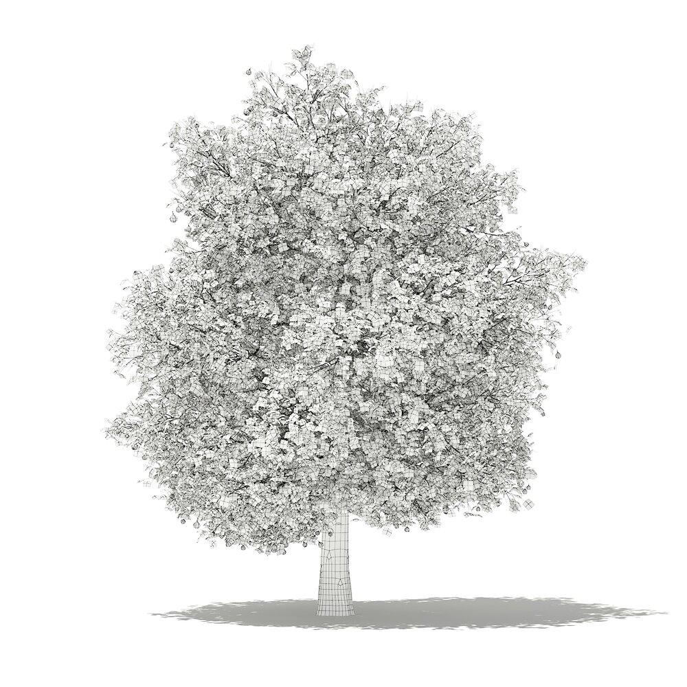 Common Fig Tree With Fruits 6.6m 3D model - Download Trees on 3DModels.org