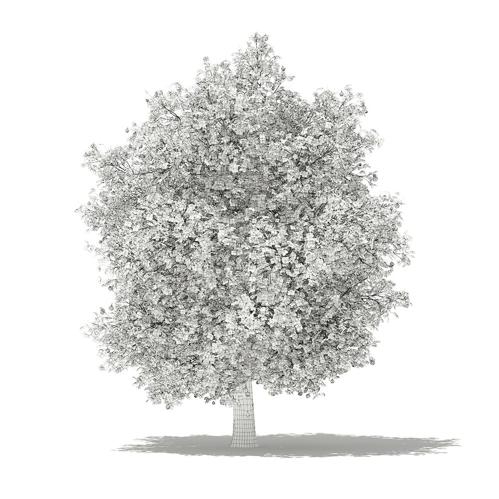 Common Fig Tree With Fruits 6.6m 3D model - Download Trees on 3DModels.org