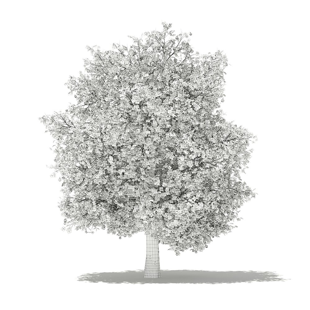 Common Fig Tree With Fruits 6.6m 3D model - Download Trees on 3DModels.org