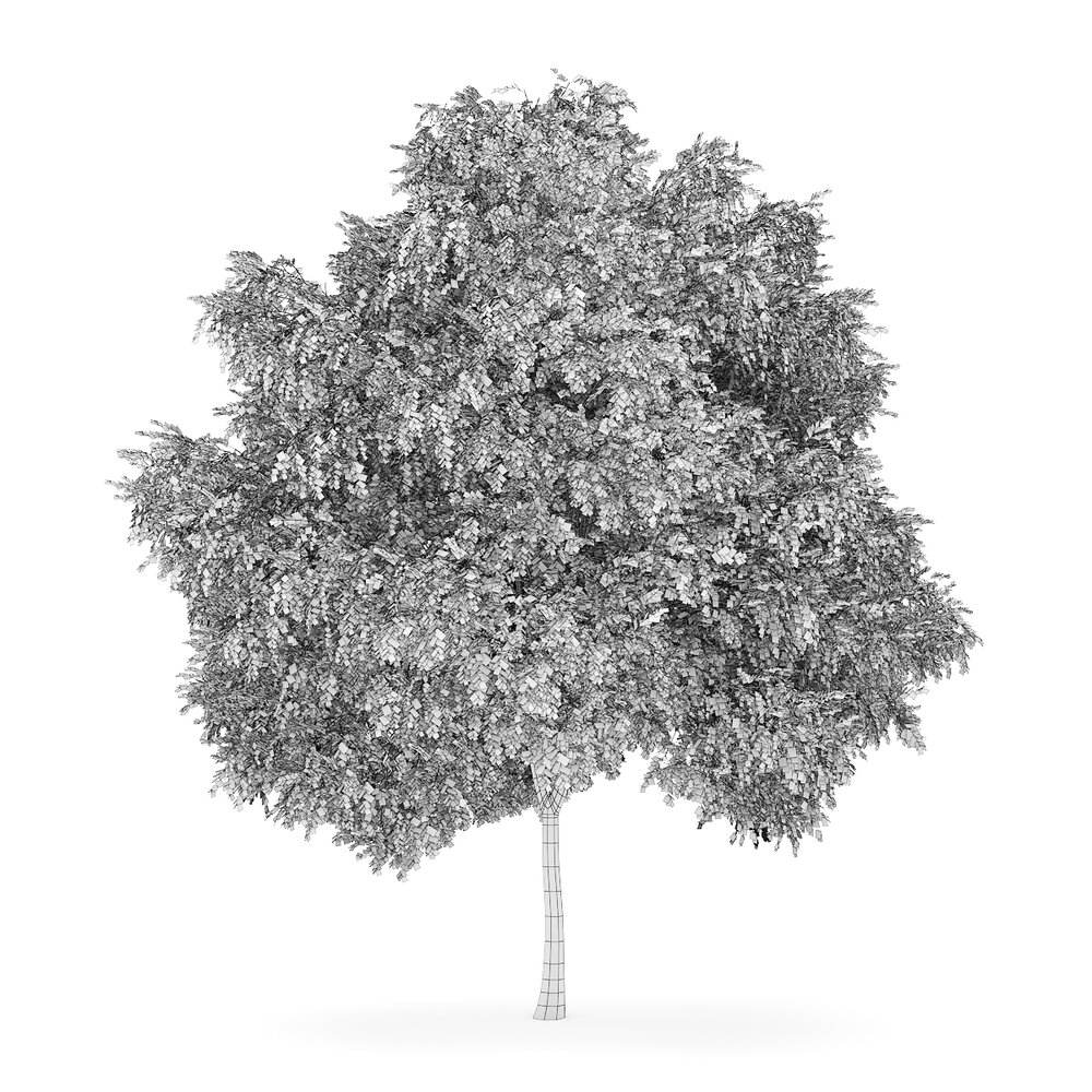 Silver Birch 3 (Betula pendula) 3D model - Download Trees on 3DModels.org