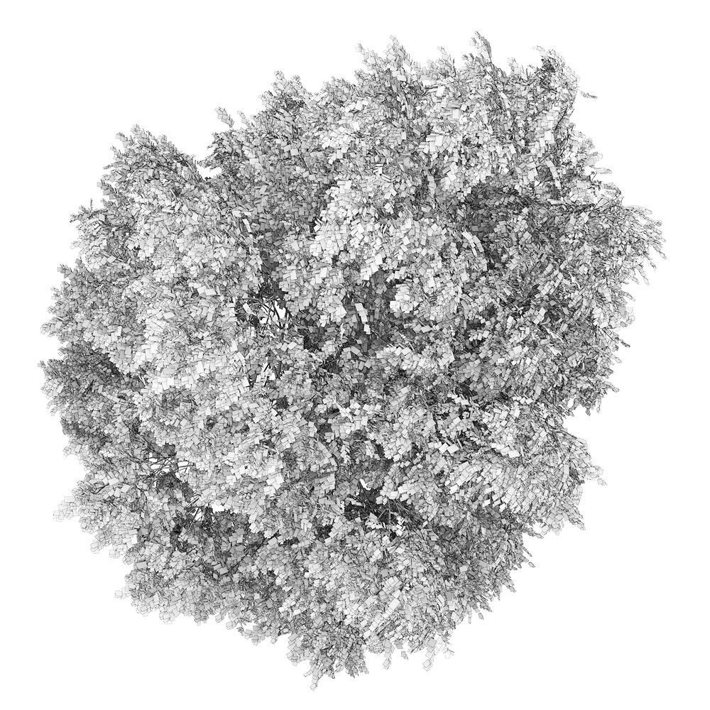 Silver Birch 3 (Betula pendula) 3D model - Download Trees on 3DModels.org