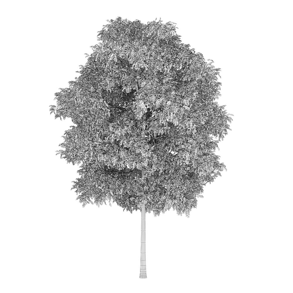 Silver Birch 5 (Betula pendula) 3D model - Download Trees on 3DModels.org