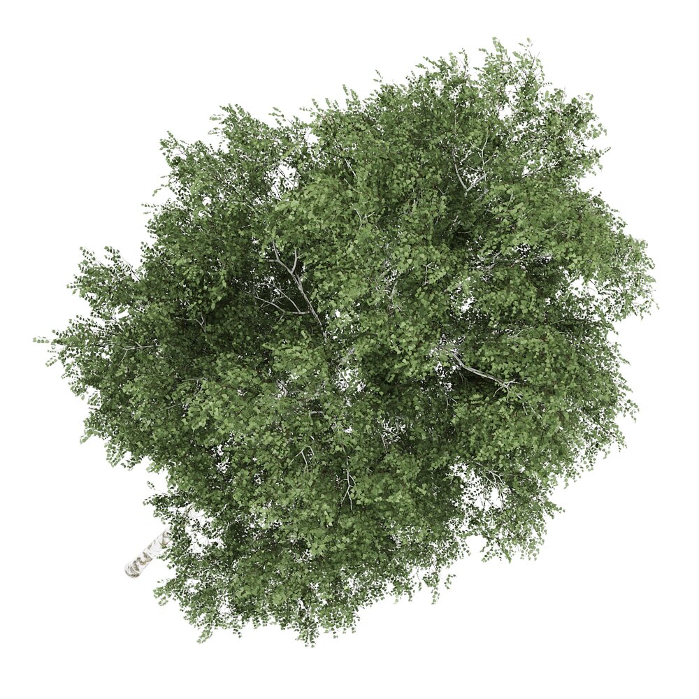 Silver Birch 5 (Betula pendula) 3D model - Download Trees on 3DModels.org