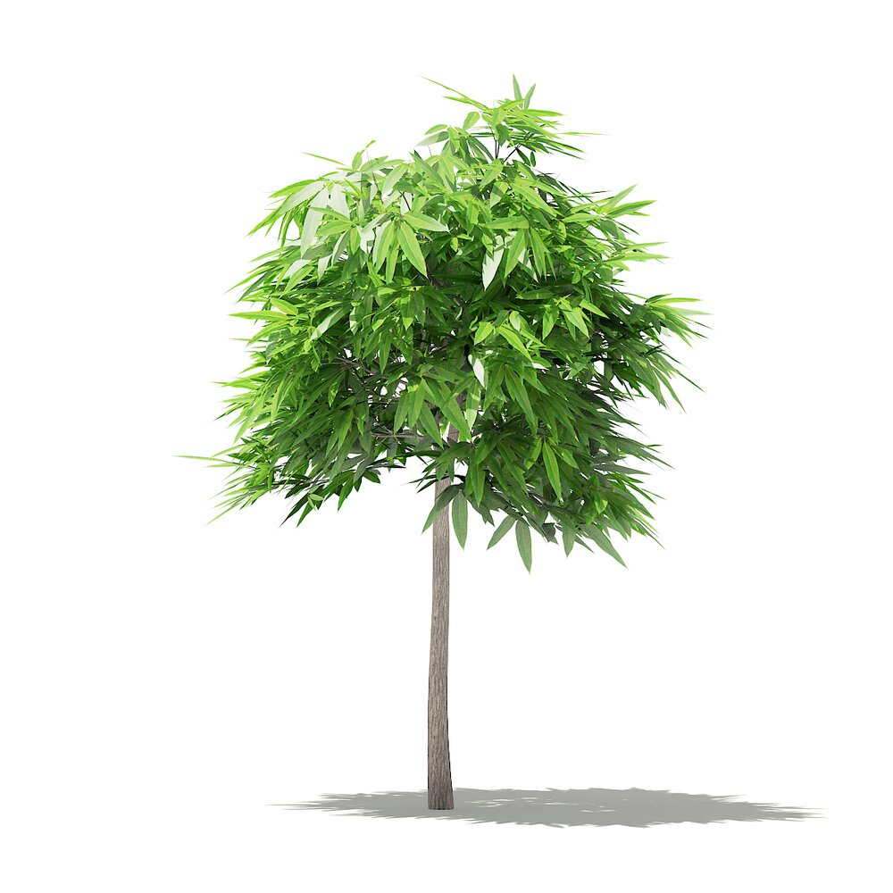 Mango Tree 1.7m 3D model - Download Trees on 3DModels.org