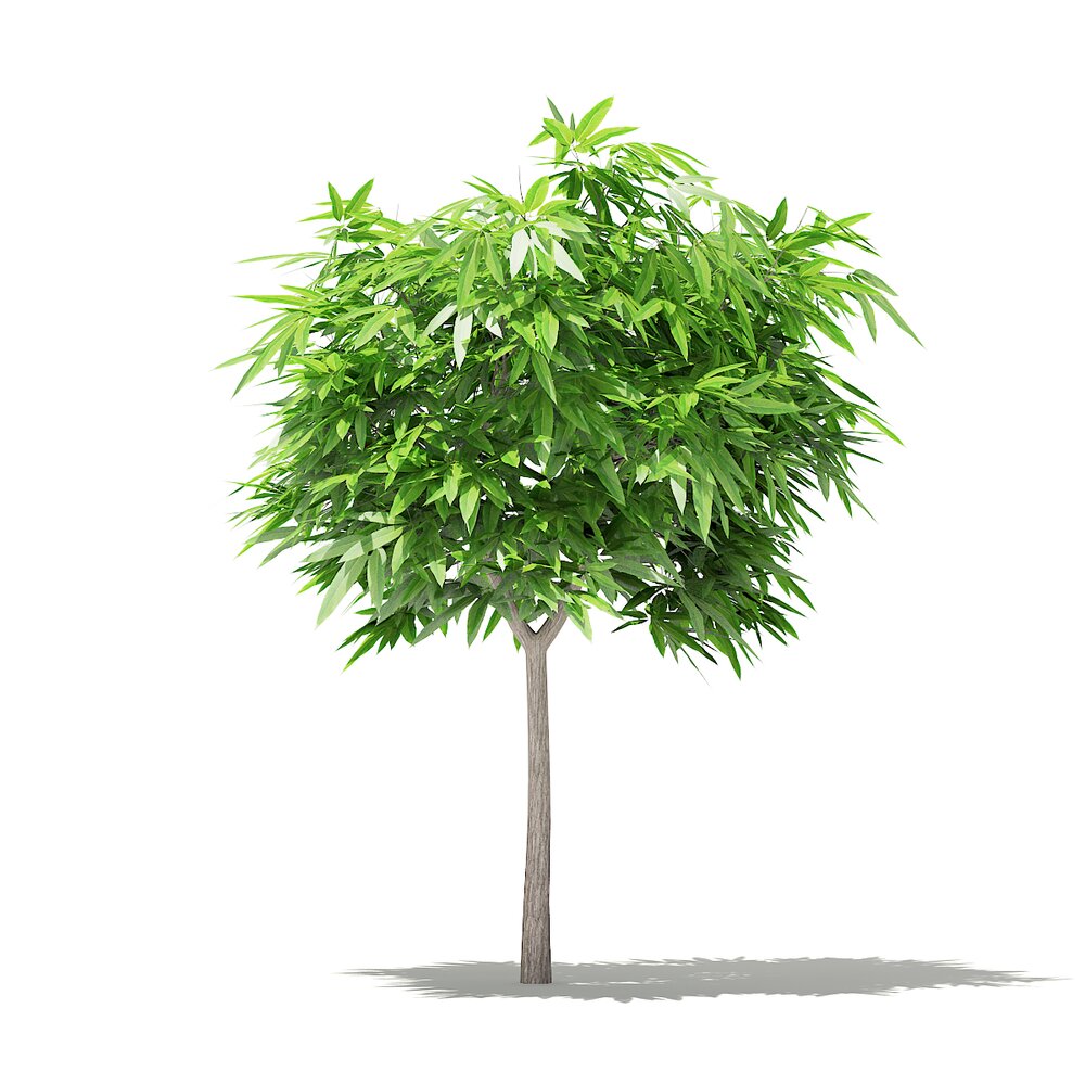 Mango Tree 1.7m 3D model - Download Trees on 3DModels.org