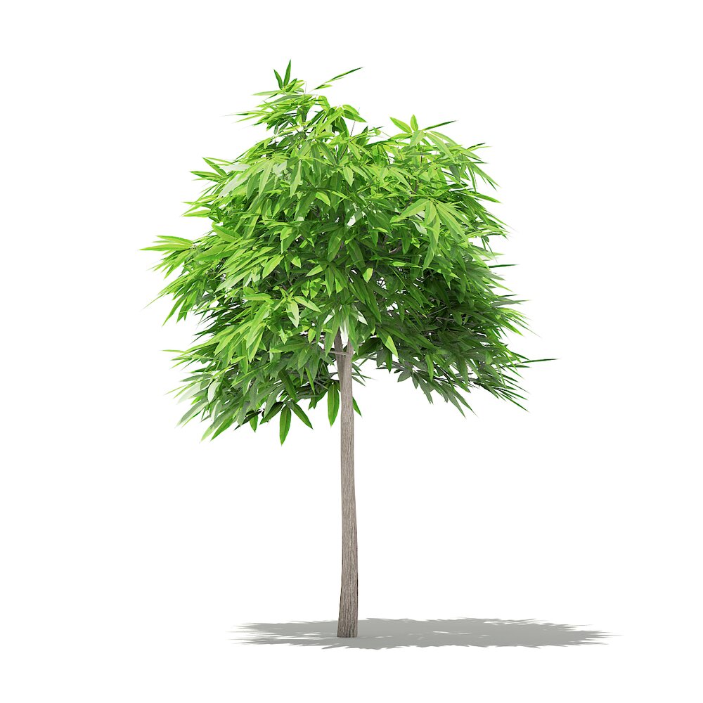 Mango Tree 1.7m 3D model - Download Trees on 3DModels.org