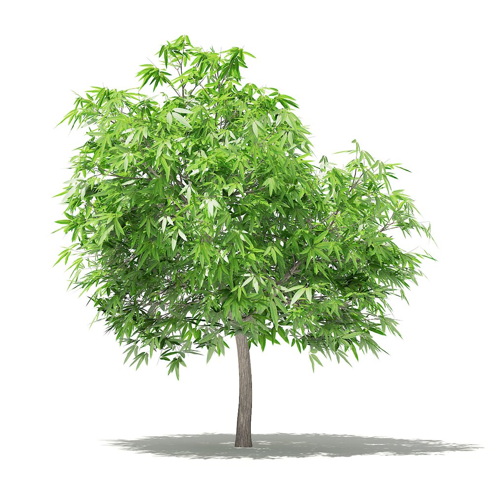 Mango Tree 2.6m 3D model - Download Trees on 3DModels.org