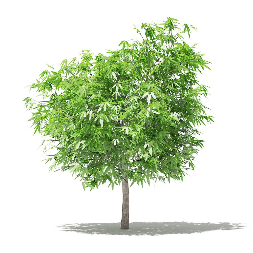 Mango Tree 2.6m 3D model - Download Trees on 3DModels.org