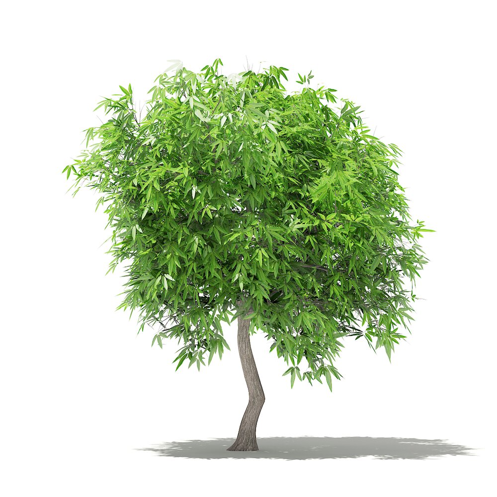 Mango Tree 2.7m 3D model - Download Trees on 3DModels.org