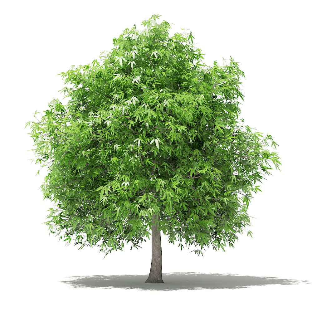 Mango Tree 4m 3D model - Download Trees on 3DModels.org